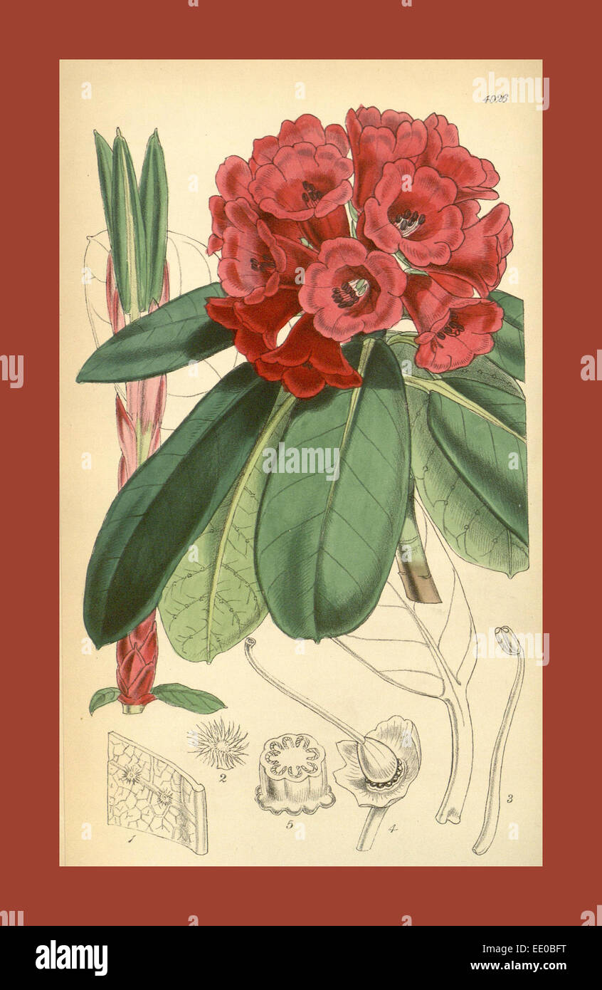 19th century botanical colour print. Botanical illustration. Form ...