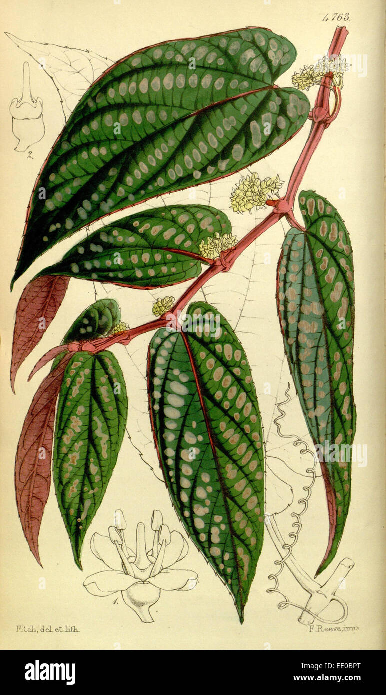 Botanical Print by Walter Hood Fitch 1817 – 1892, W.H. Fitch was an ...