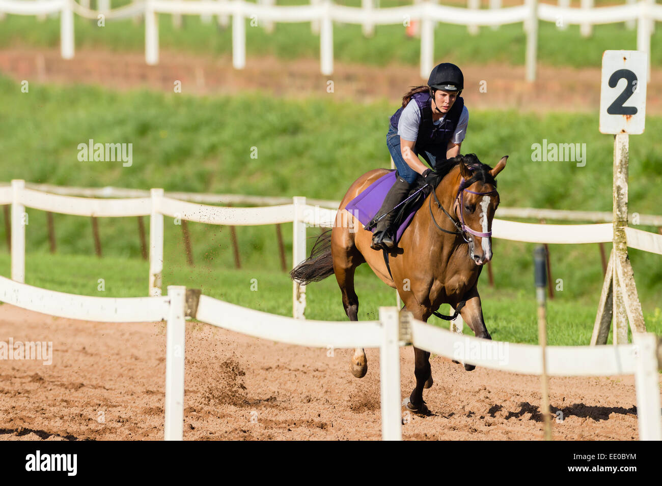 Race Horses Training Stock Photo - Alamy