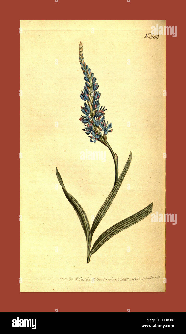 19th century botanical colour print. Botanical illustration. Form ...