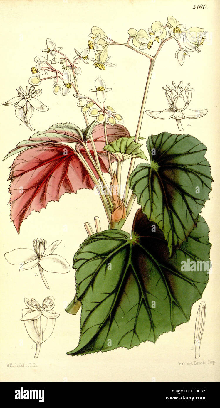 19th century botanical colour print. Botanical illustration. Form ...