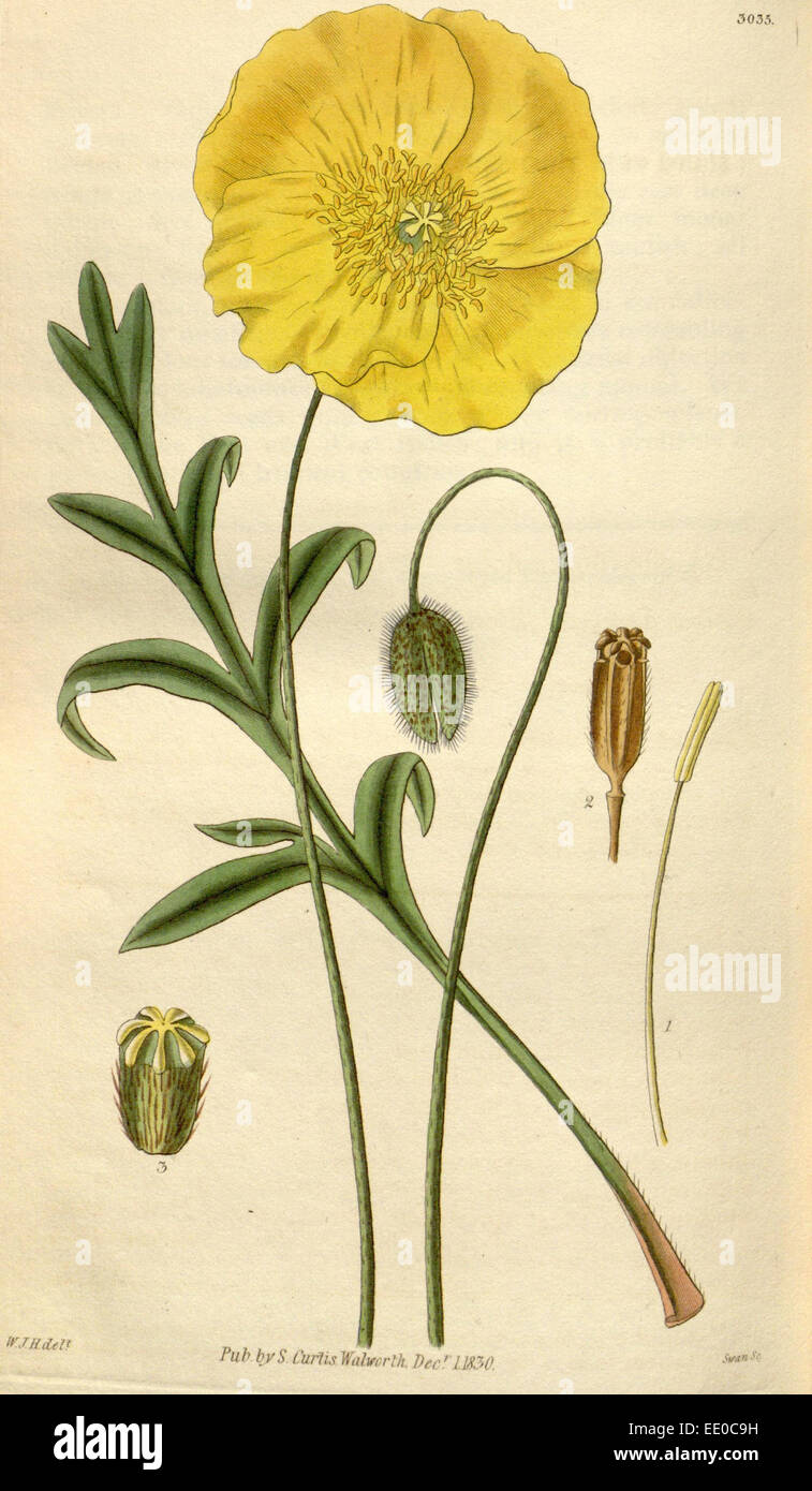 Botanical print by Sir William Jackson Hooker, FRS, 1785 – 1865 ...
