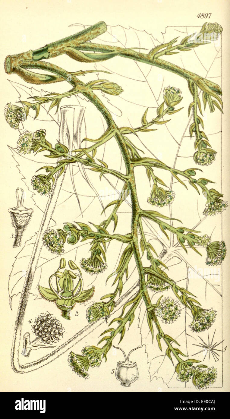 19th century botanical colour print. Botanical illustration. Form ...