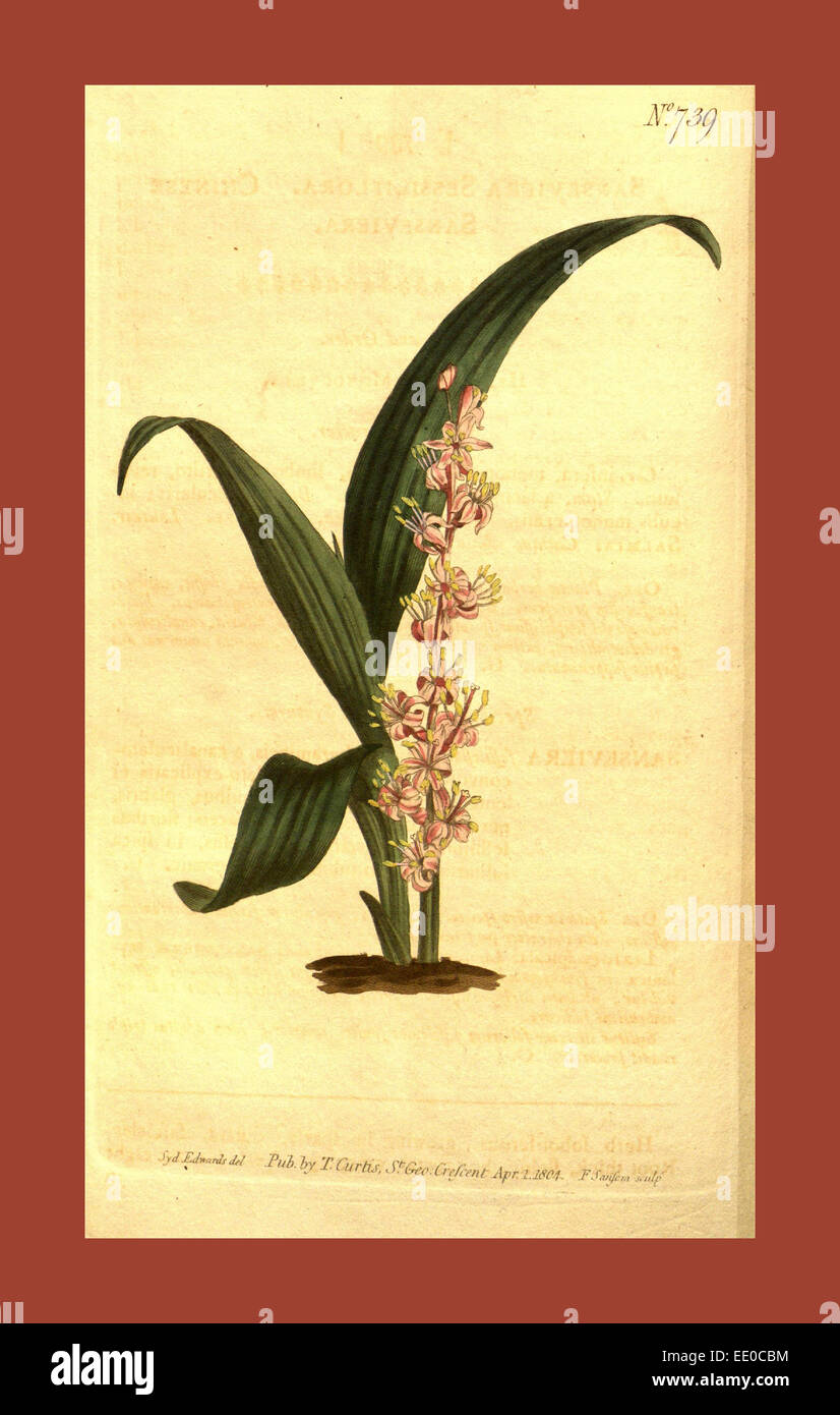 Botanical print by Sydenham Teast Edwards 1768 – 1819, Sydenham Edwards ...