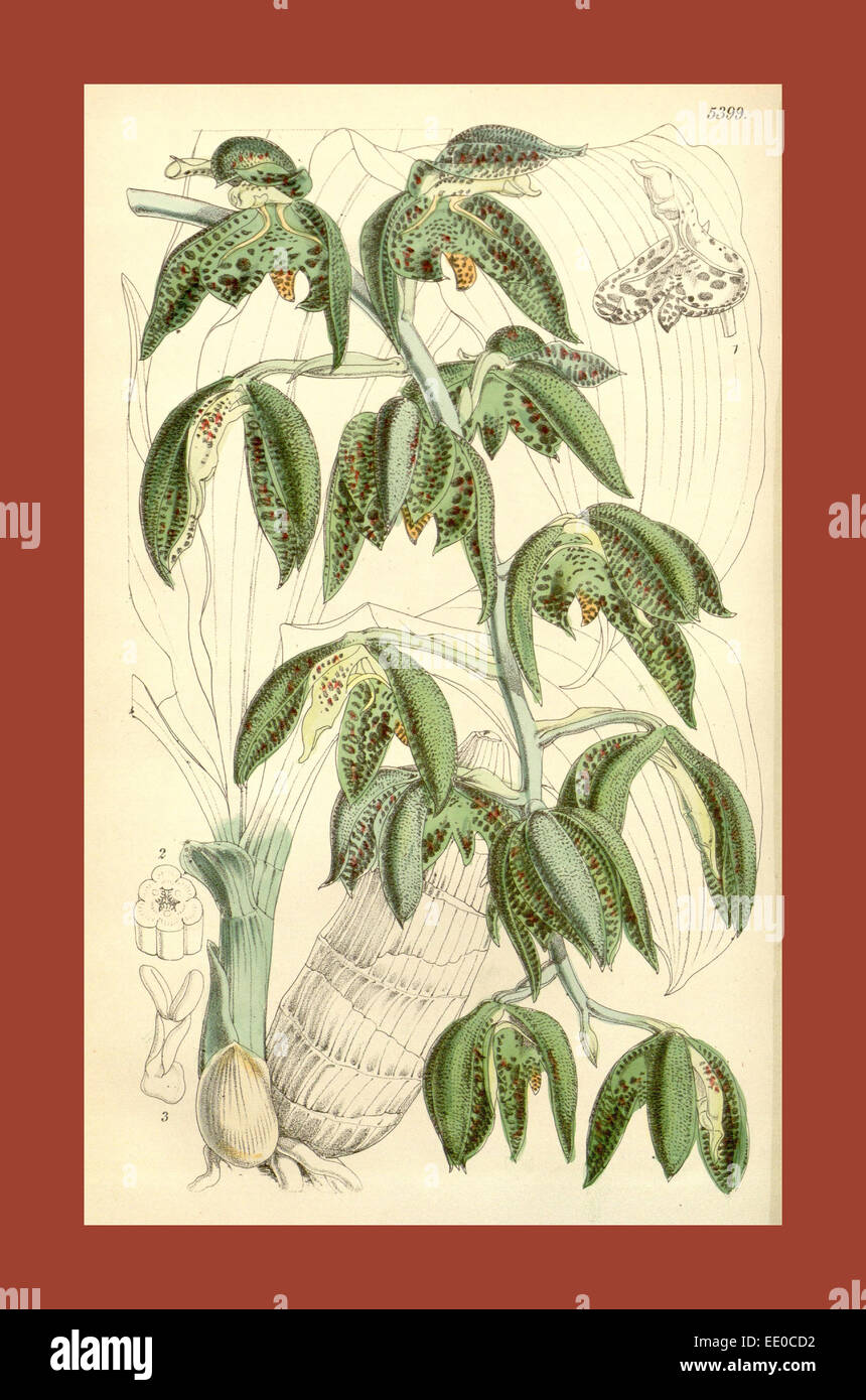19th century botanical colour print. Botanical illustration. Form ...