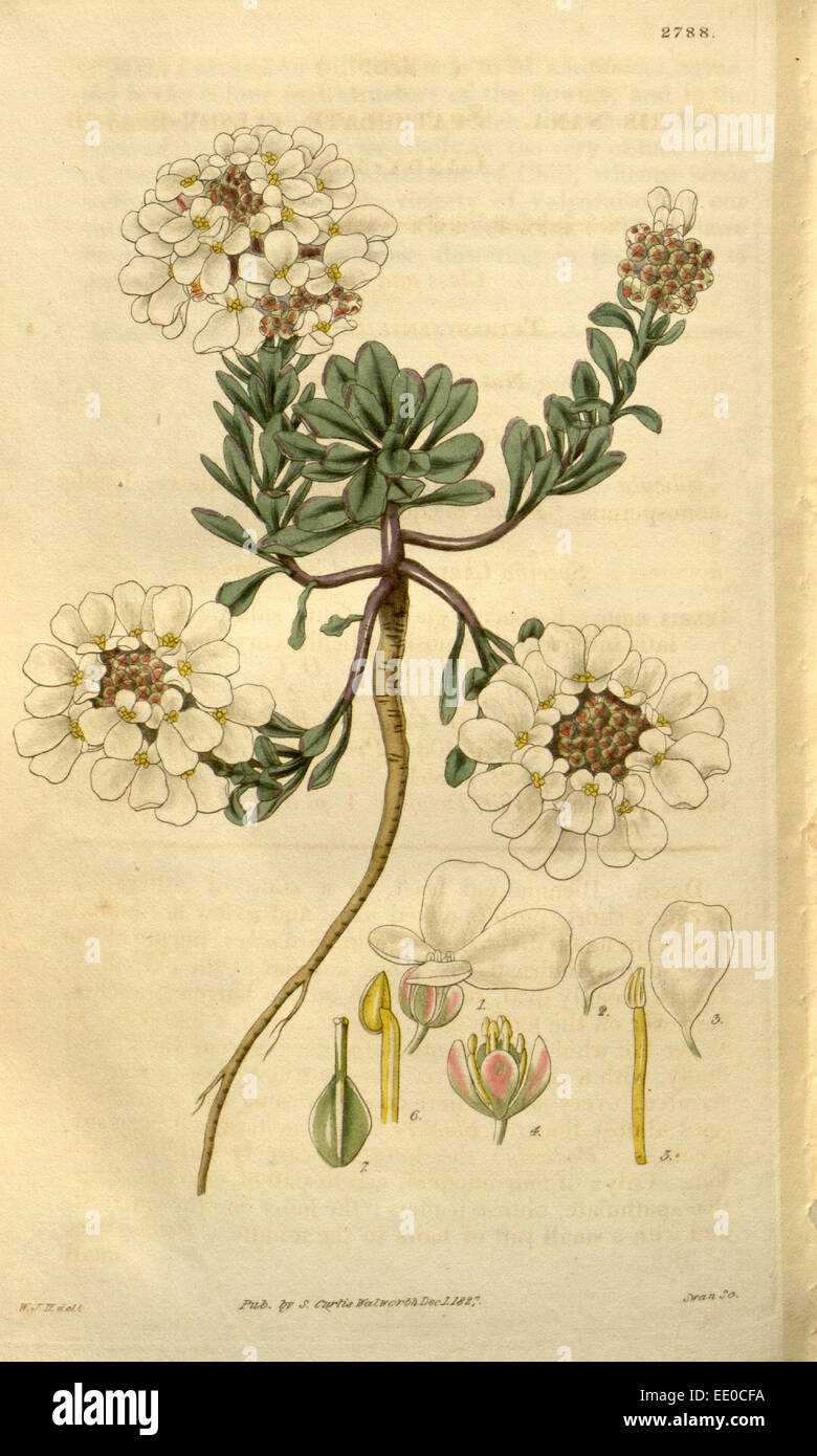 Botanical print by Sir William Jackson Hooker, FRS, 1785 – 1865 ...