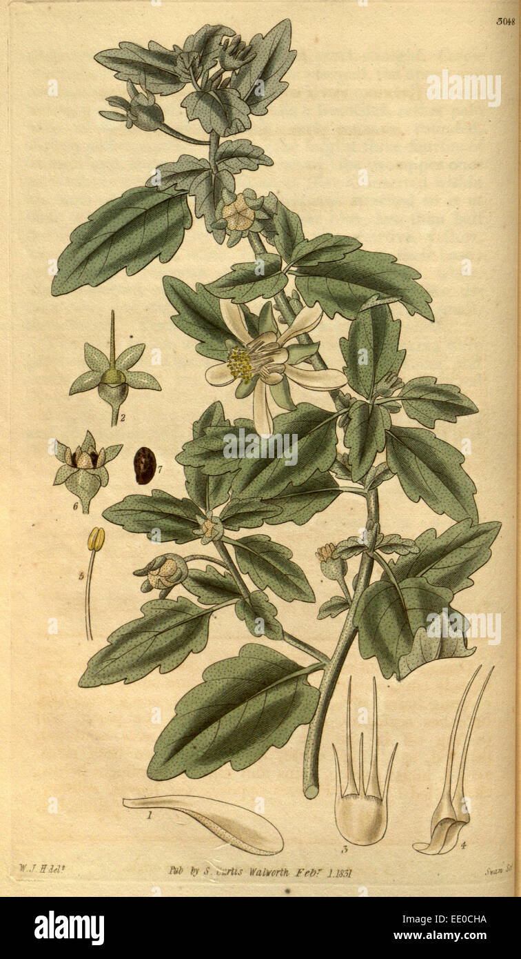 Botanical print by Sir William Jackson Hooker, FRS, 1785 – 1865 ...