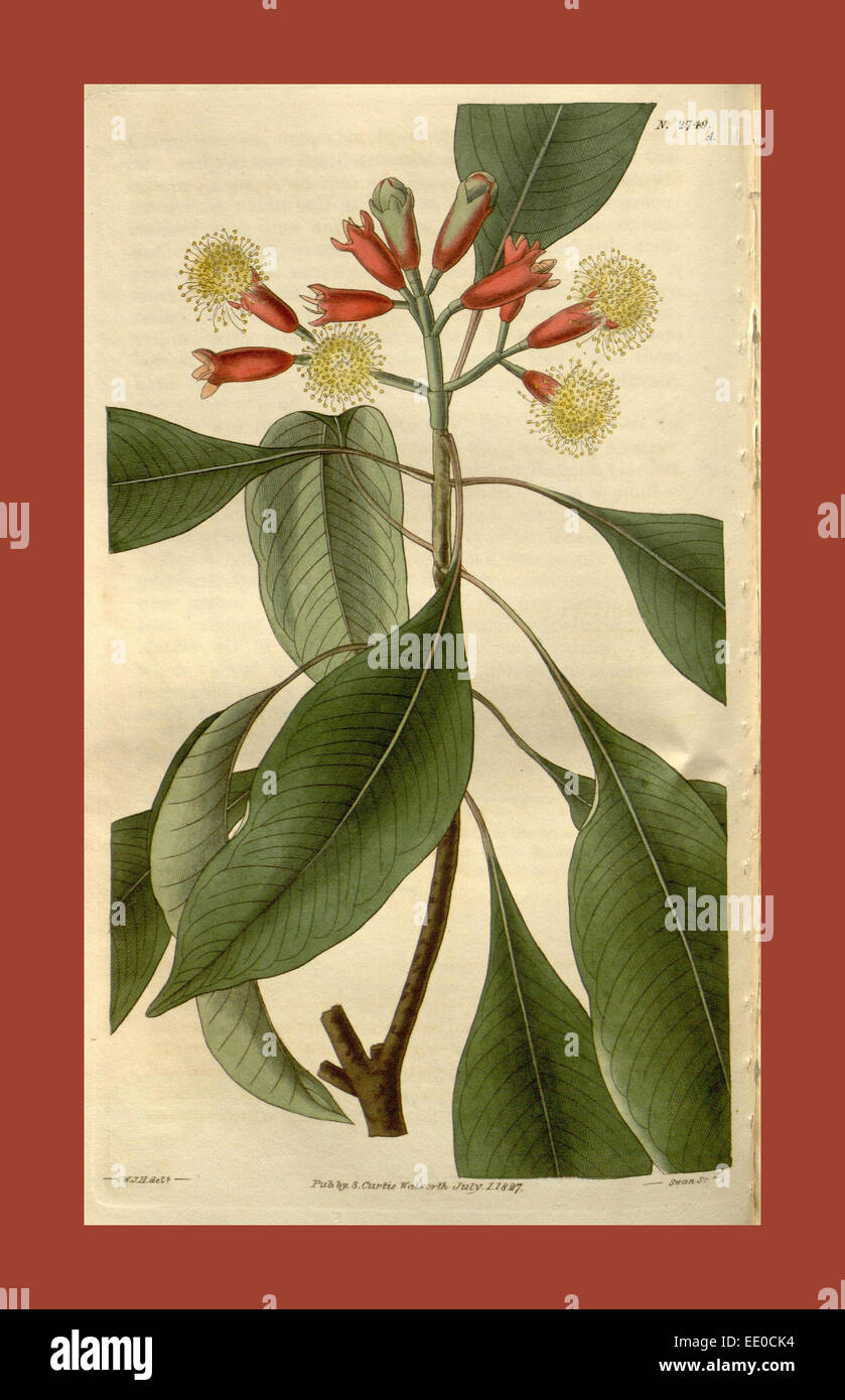 Botanical print by Sir William Jackson Hooker, FRS, 1785 – 1865 ...