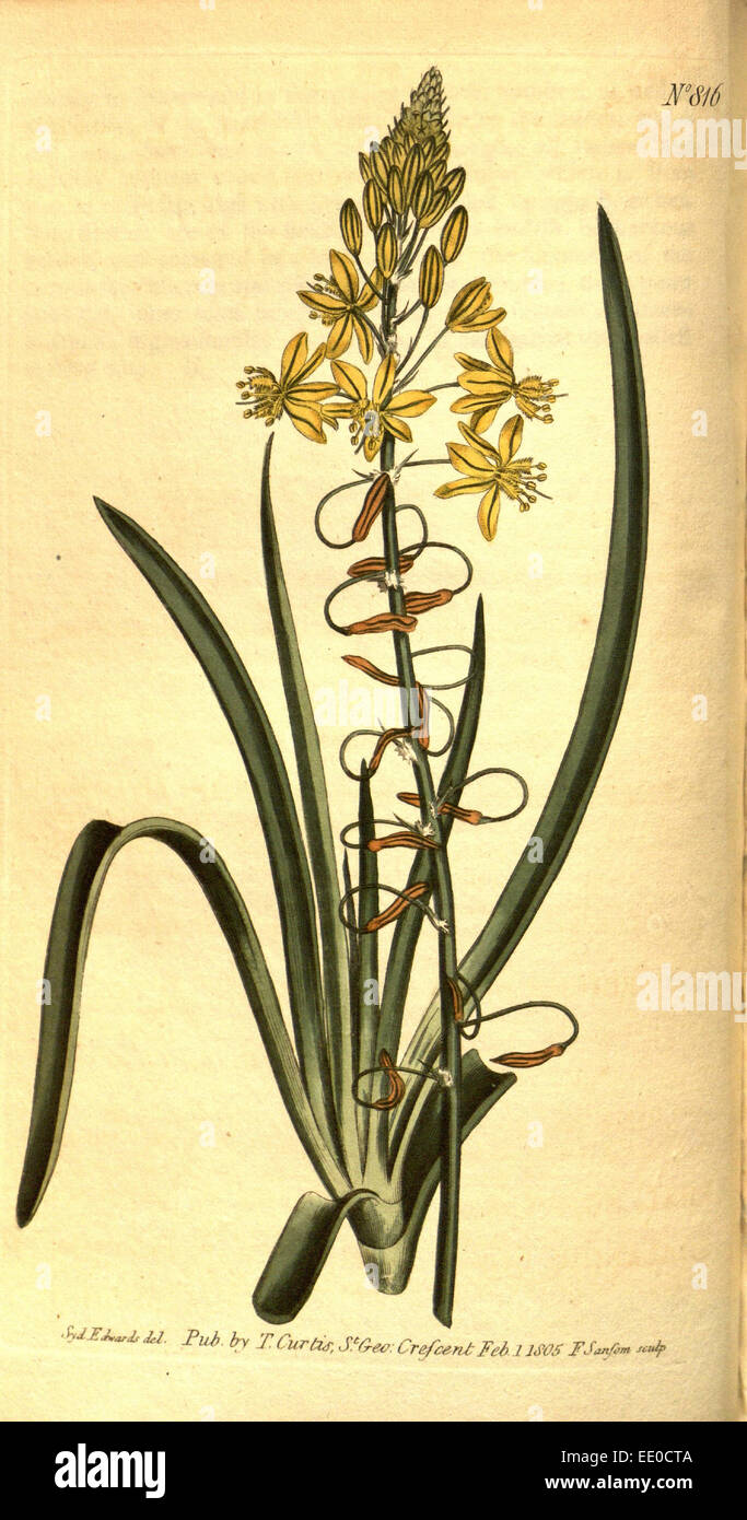 Botanical print by Sydenham Teast Edwards 1768 – 1819, Sydenham Edwards ...