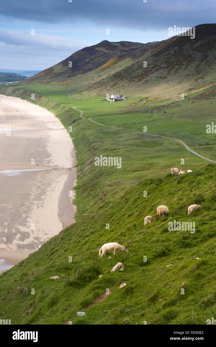 UK, Wales, Swansea, Gower, sheep grazing at Rhossili Beach below ...