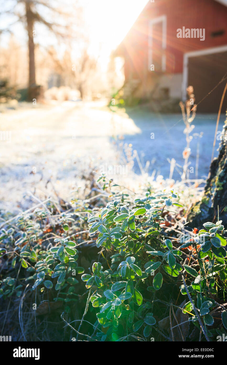 Sun shining over farm yard to frozen lingonberry twig Stock Photo - Alamy