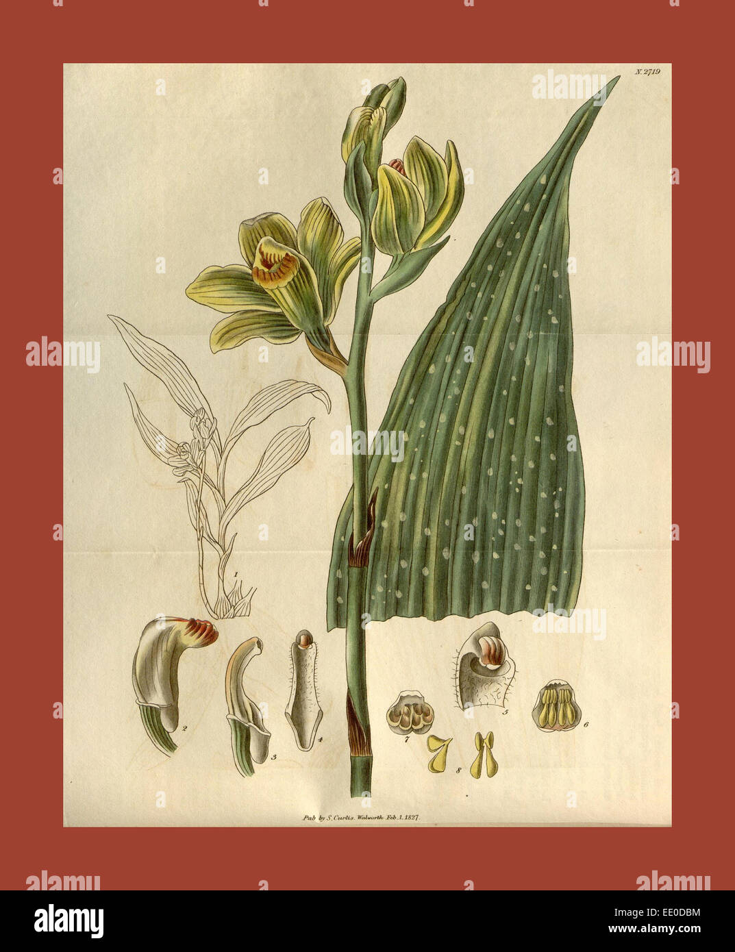 19th century botanical colour print. Botanical illustration. Form ...