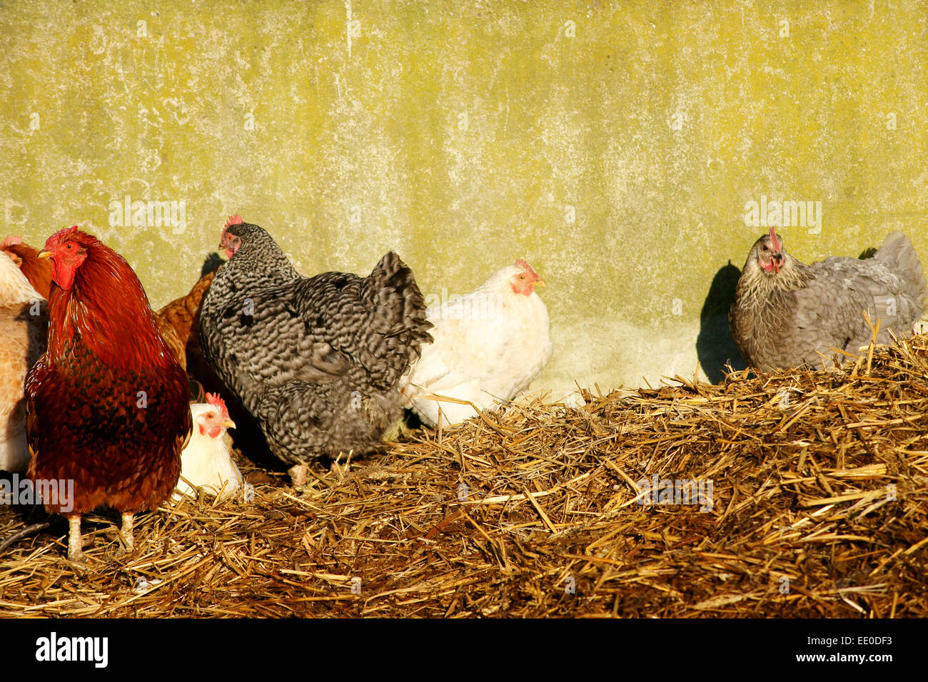 Chickens on straw Stock Photo - Alamy