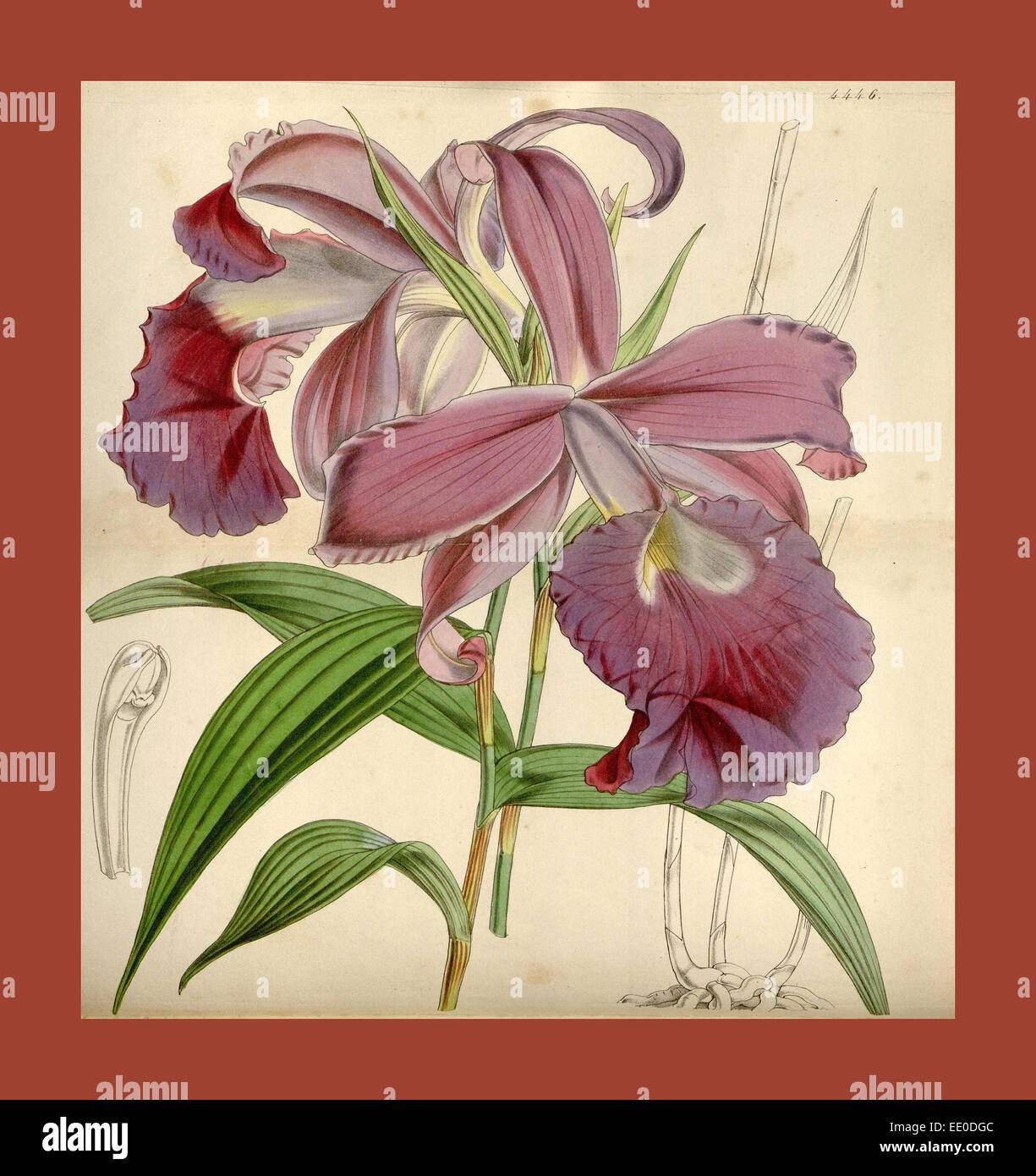 Botany illustration 1800s hi-res stock photography and images - Alamy