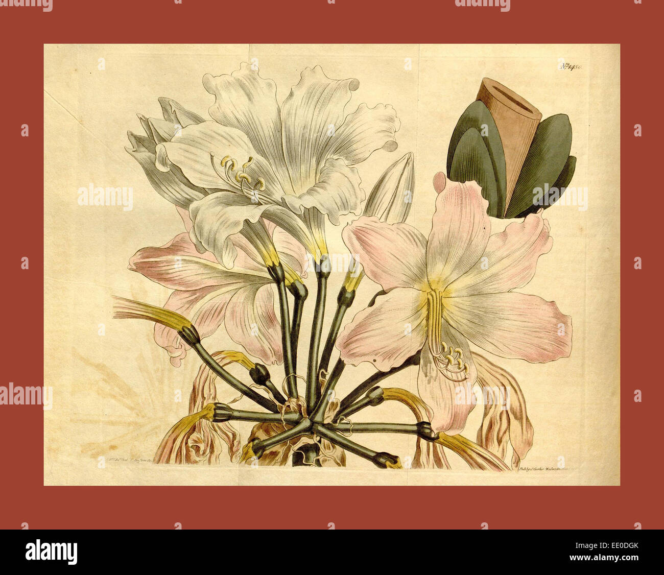 Botany illustration 1800s hi-res stock photography and images - Alamy