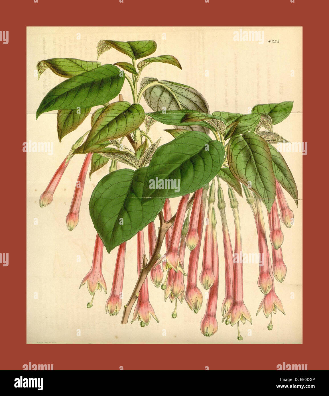 Botany illustration 1800s hi-res stock photography and images - Alamy