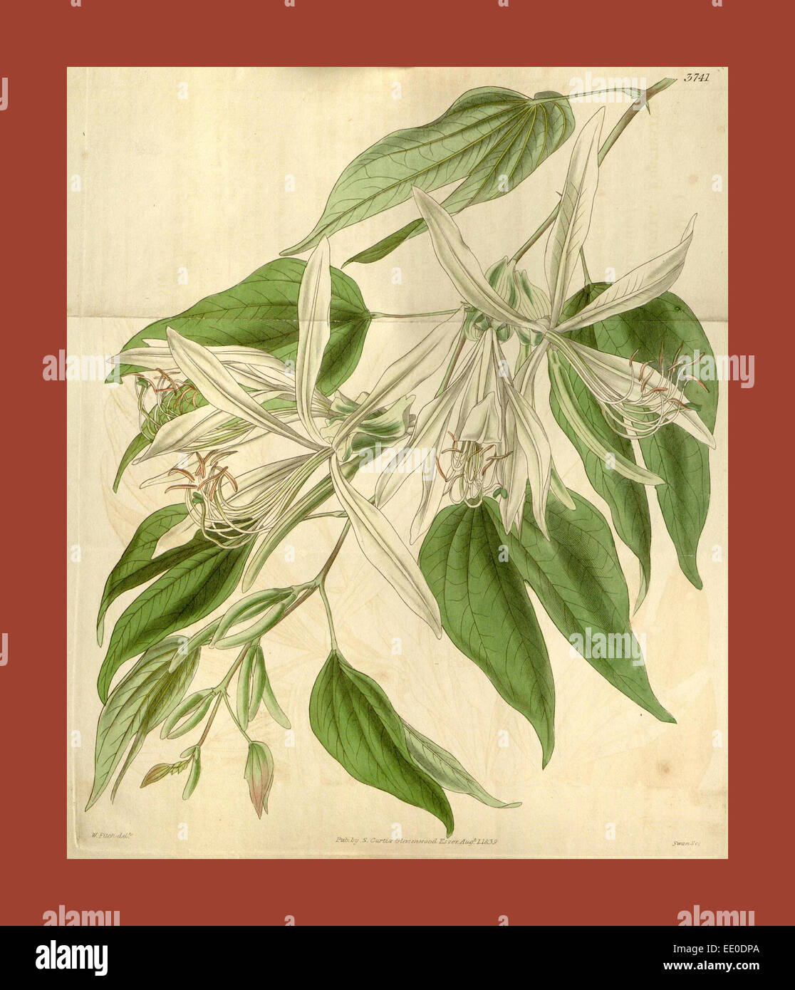 Botanical Print by Walter Hood Fitch 1817 – 1892, botanical illustrator ...