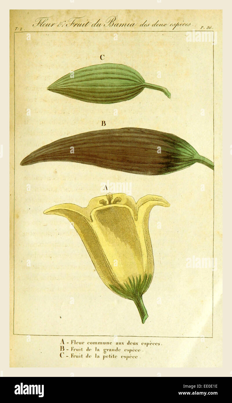 Flower and fruit of Bamia Stock Photo - Alamy