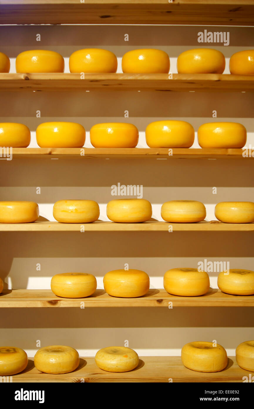 Production of dutch cheese hi-res stock photography and images - Alamy