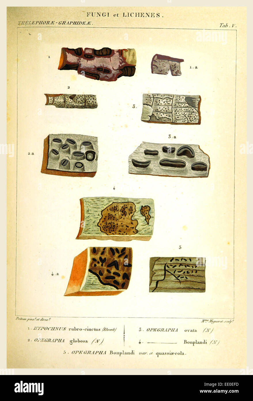 Fingi High Resolution Stock Photography and Images - Alamy