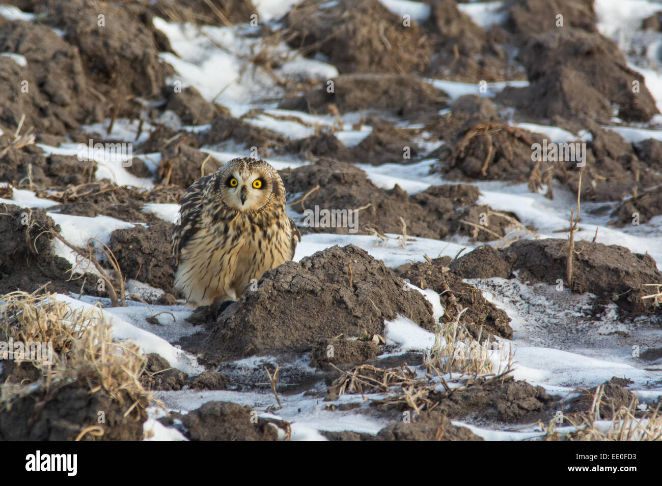 Owl eating hi-res stock photography and images - Alamy