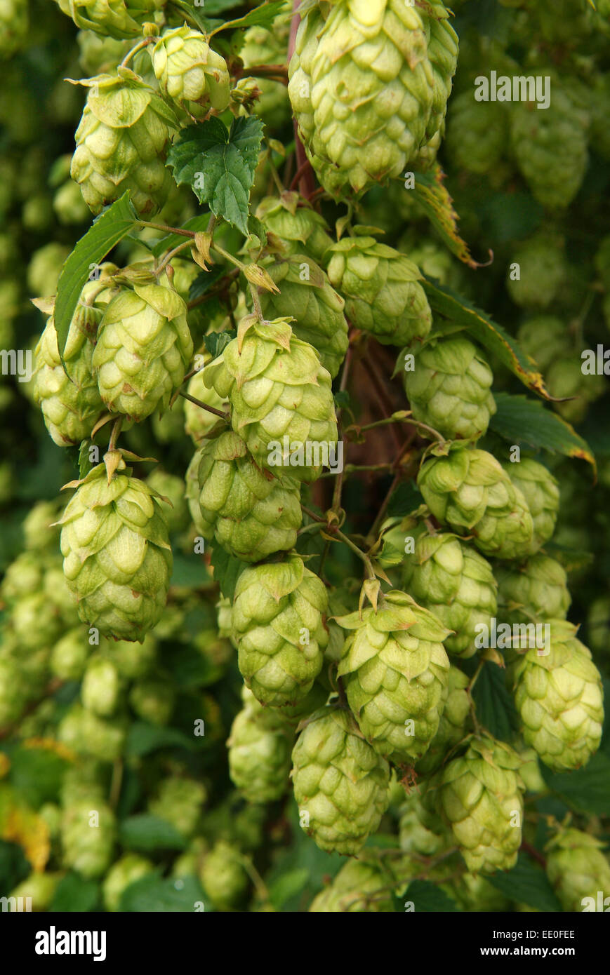 Hops uk hereford hi-res stock photography and images - Alamy
