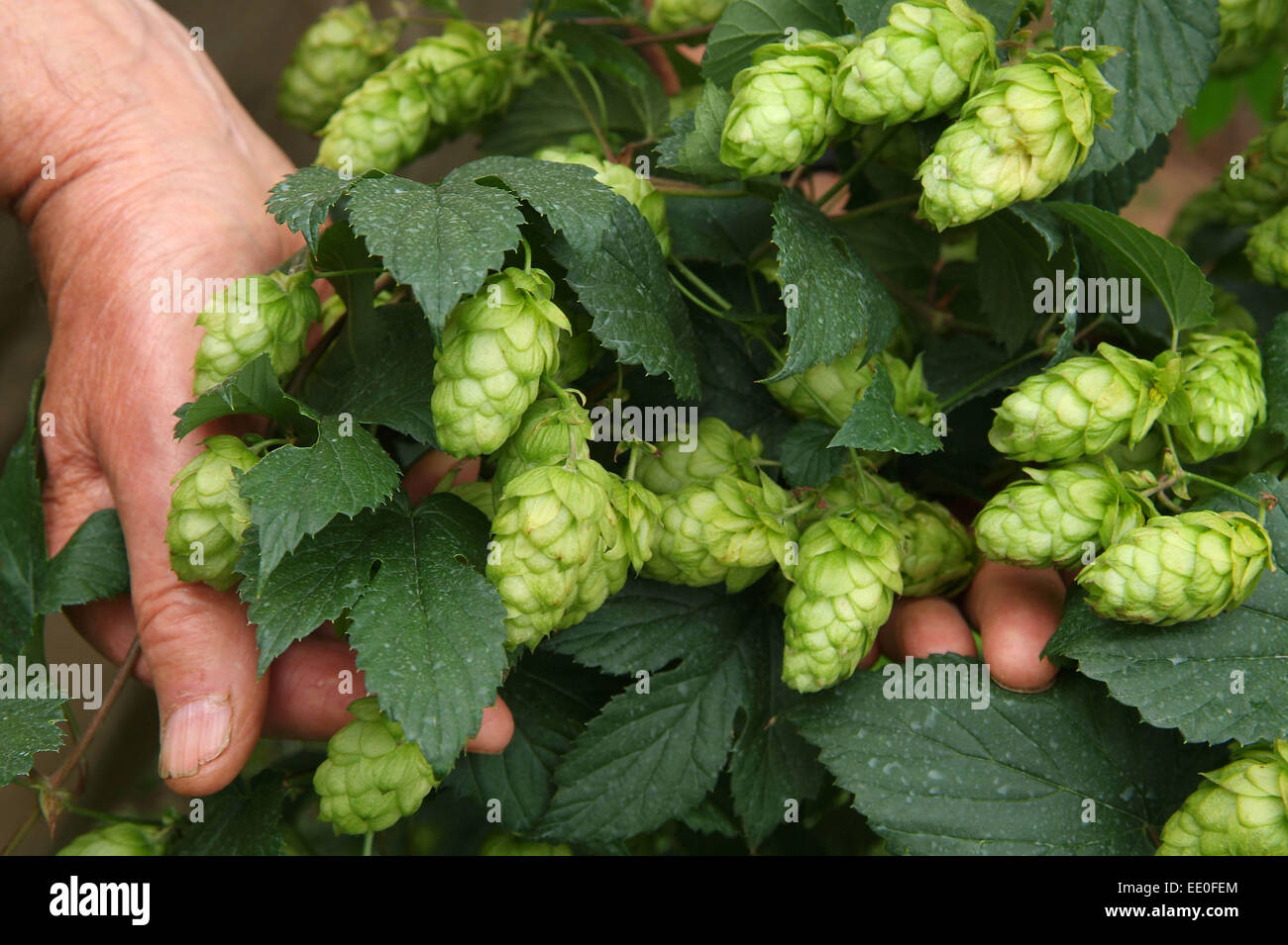 Hops farm hi-res stock photography and images - Alamy
