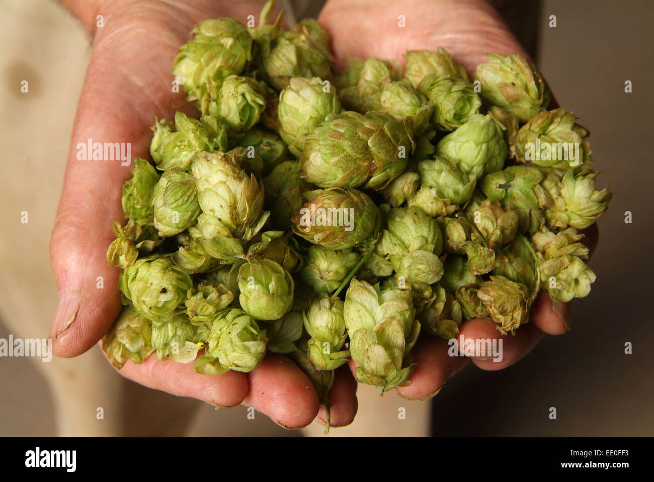 Hops uk hereford hi-res stock photography and images - Alamy
