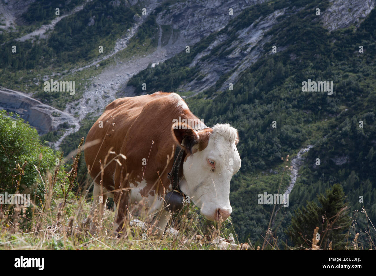 Spotted cow hi-res stock photography and images - Alamy