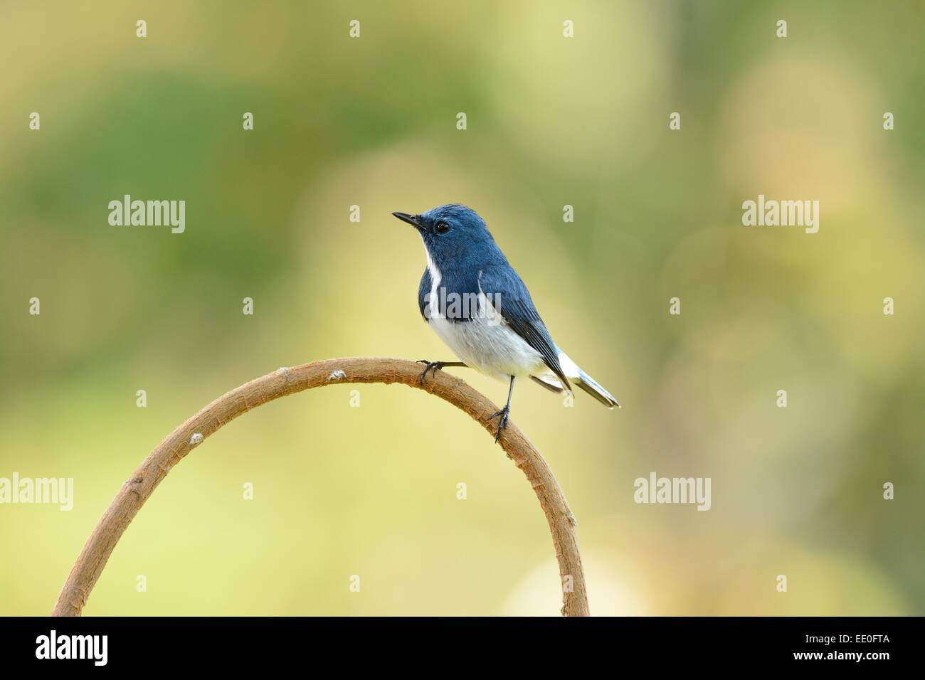 beatiful male Ultramarine Flycatcher (Ficedula superciliaris) possing ...