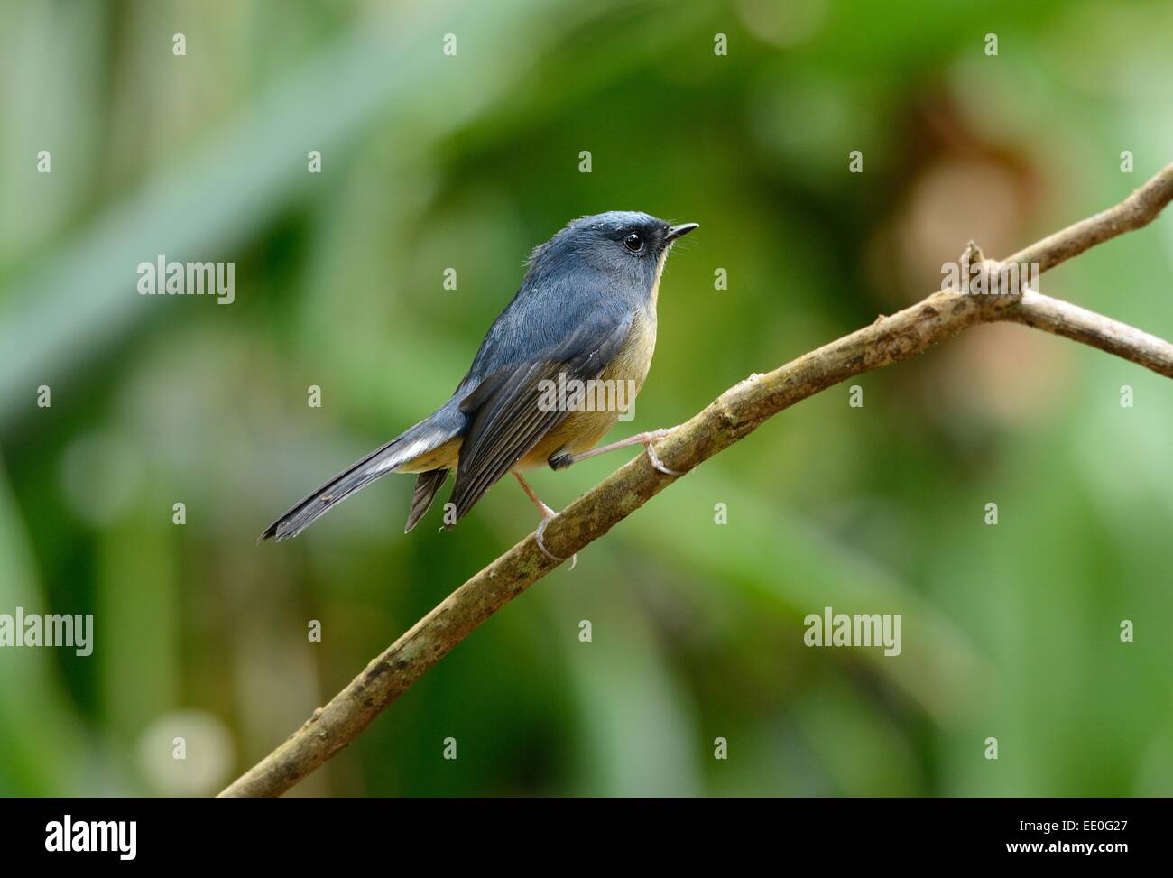 Slaty Blue Flycatcher High Resolution Stock Photography and Images - Alamy