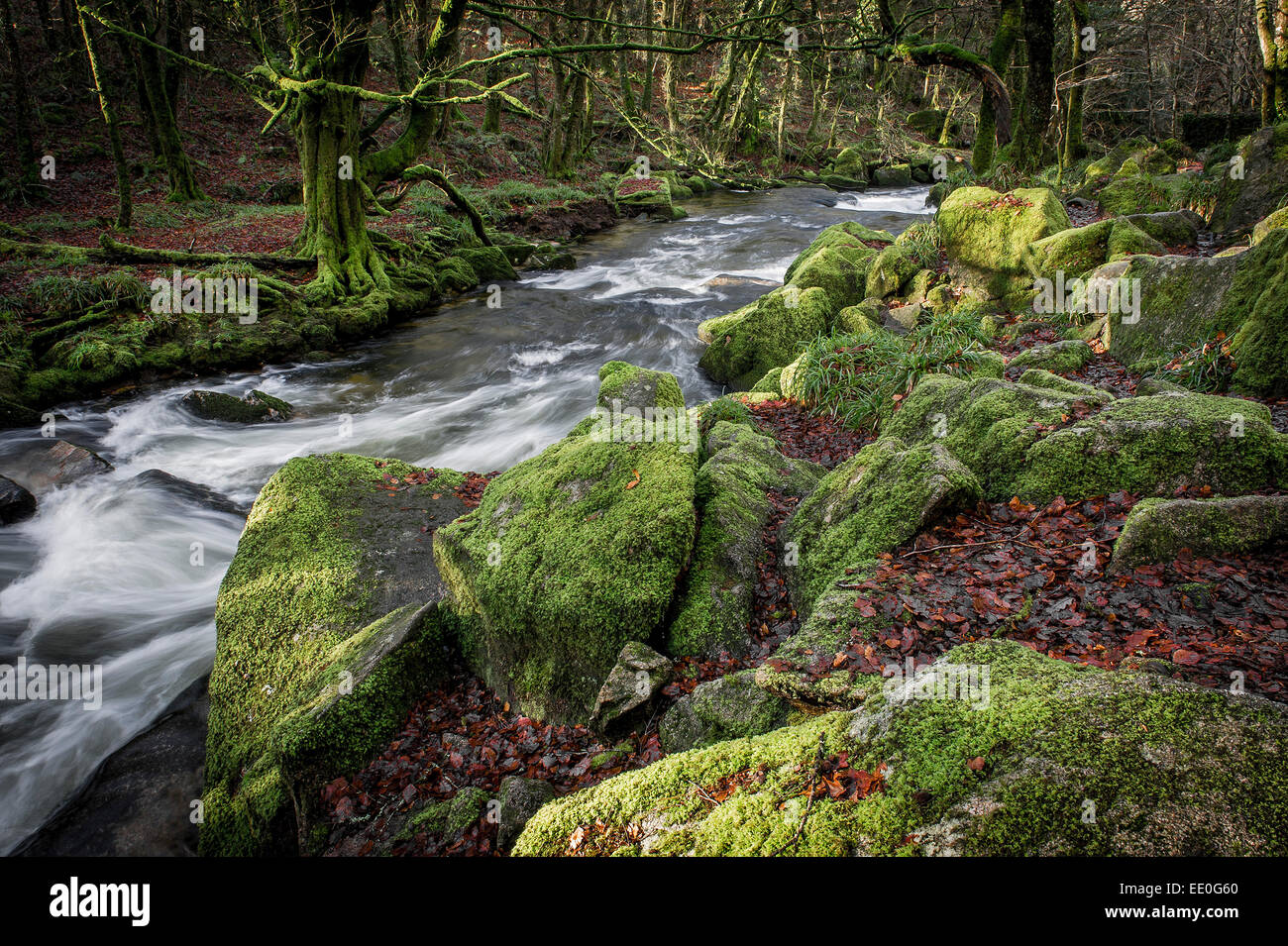 The River Fowey running through the Golitha Falls National Nature ...