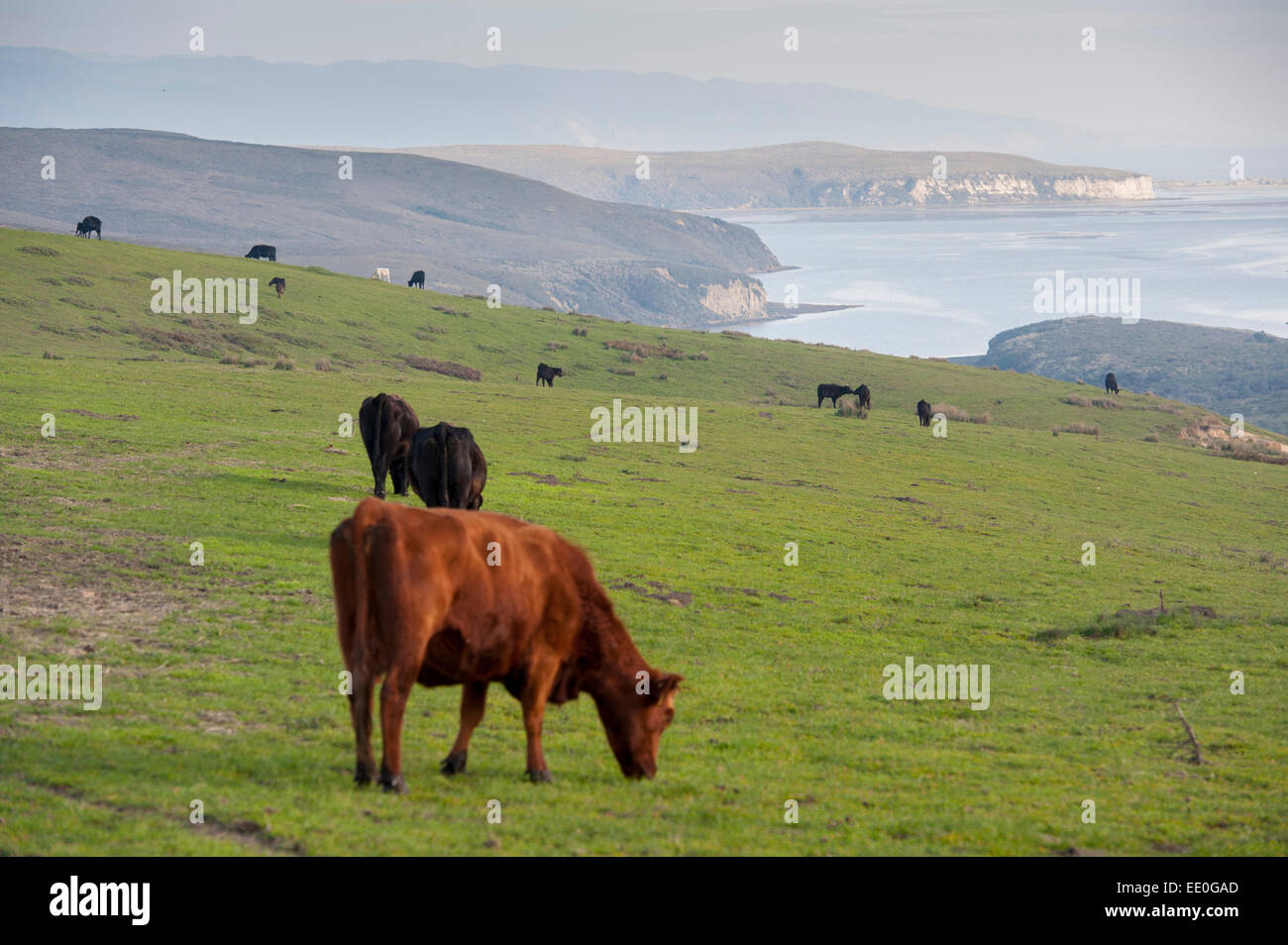 Cows grazing cows point reyes ca hi-res stock photography and images ...