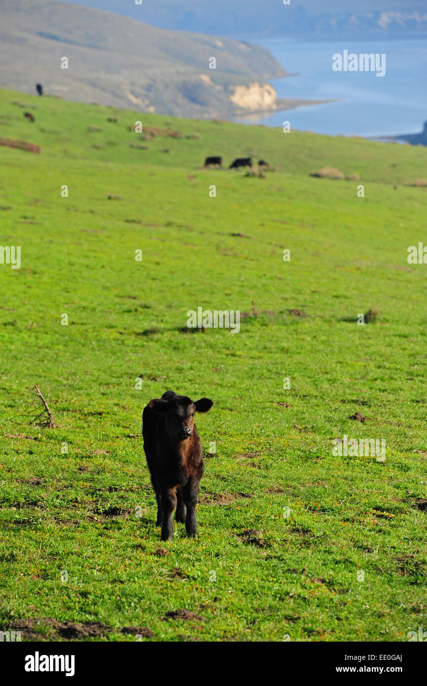 USA California CA cattle ranch on Point Reyes National Seashore cows ...