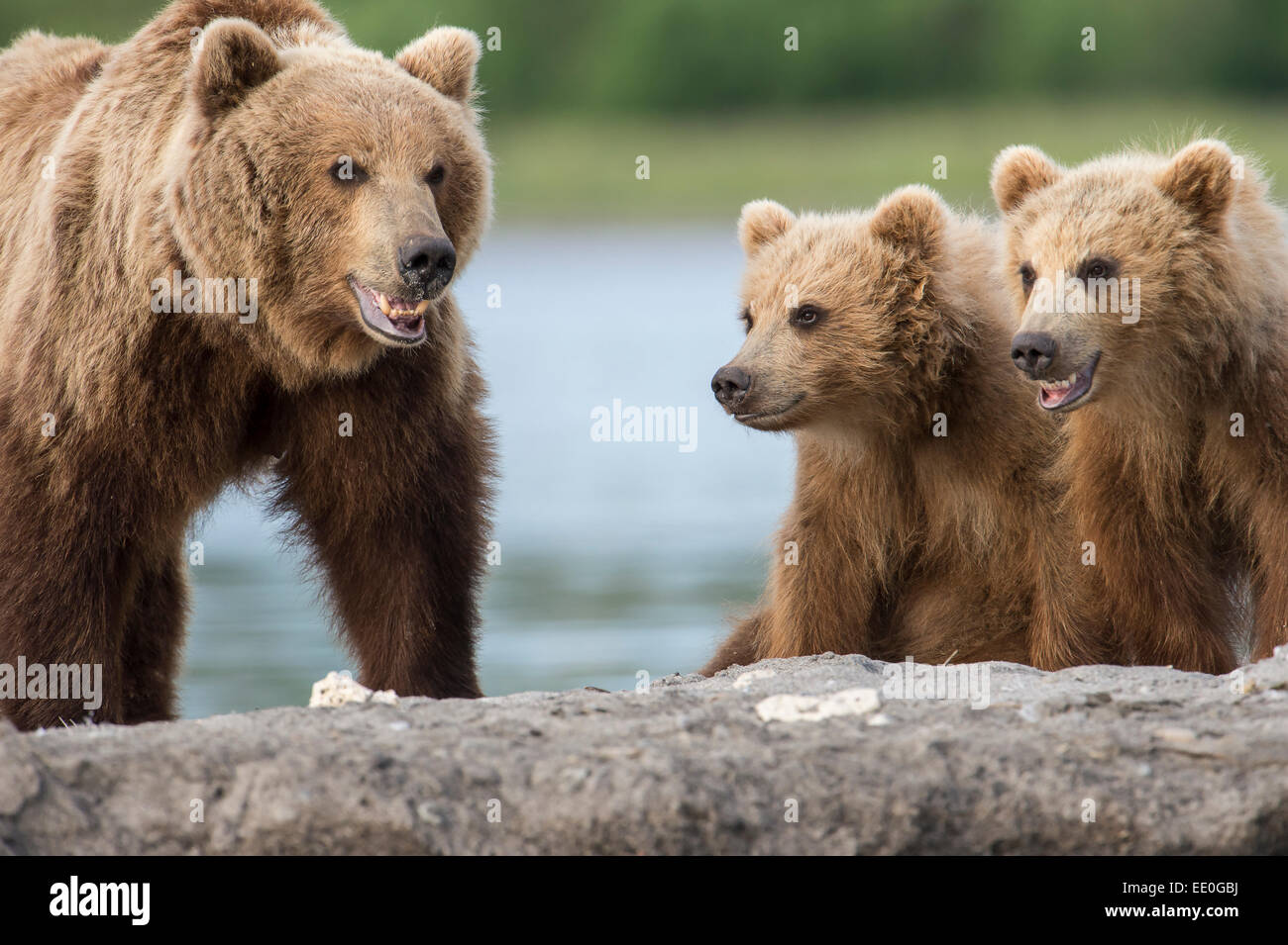 brown bear female and cubs Stock Photo - Alamy
