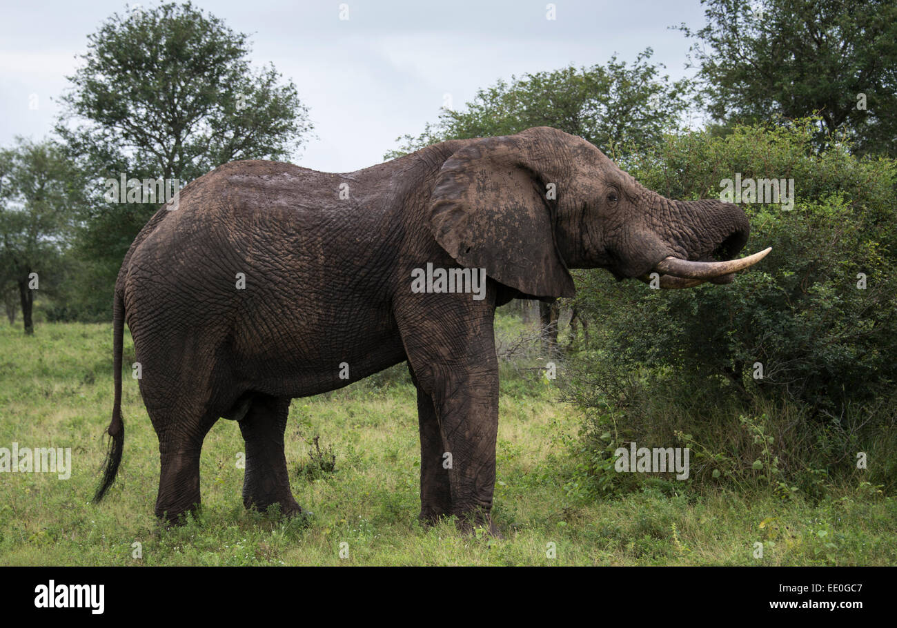 wild animal in kruger national parc south africa Stock Photo - Alamy