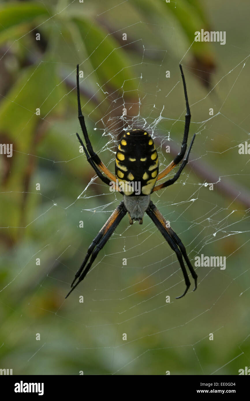 Snapping turtle (Chelydra serpentina), Virginia Stock Photo - Alamy
