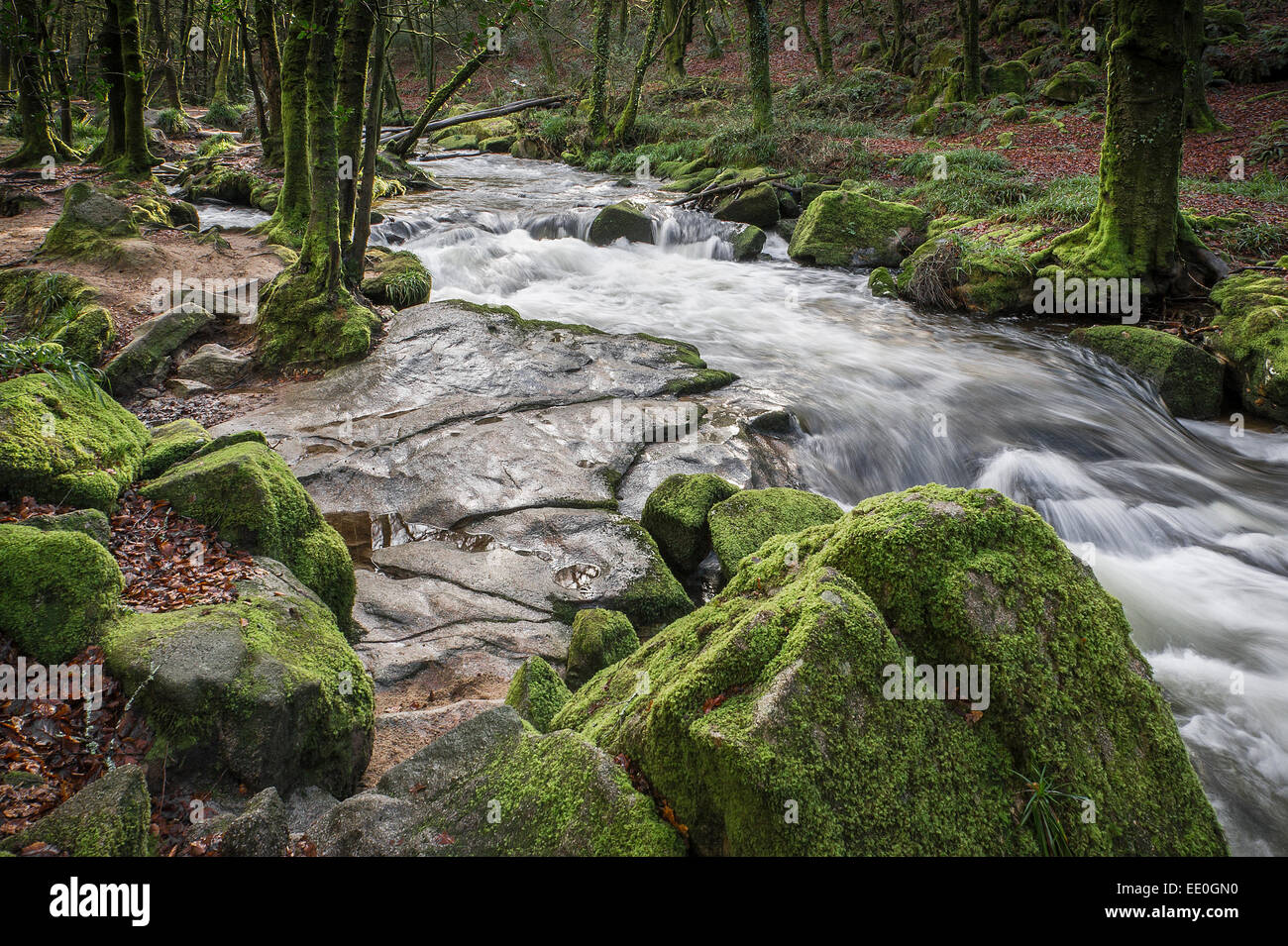 The River Fowey running through the Golitha Falls National Nature ...