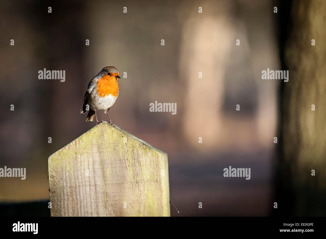 A Robin perched on a fence post. The Robin is the UK's favourite wild ...