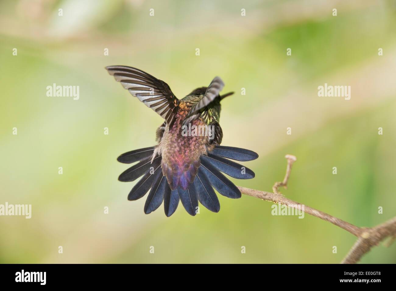 copper-rumped hummingbird (Amazilia tobaci) adult perched on bracnh ...