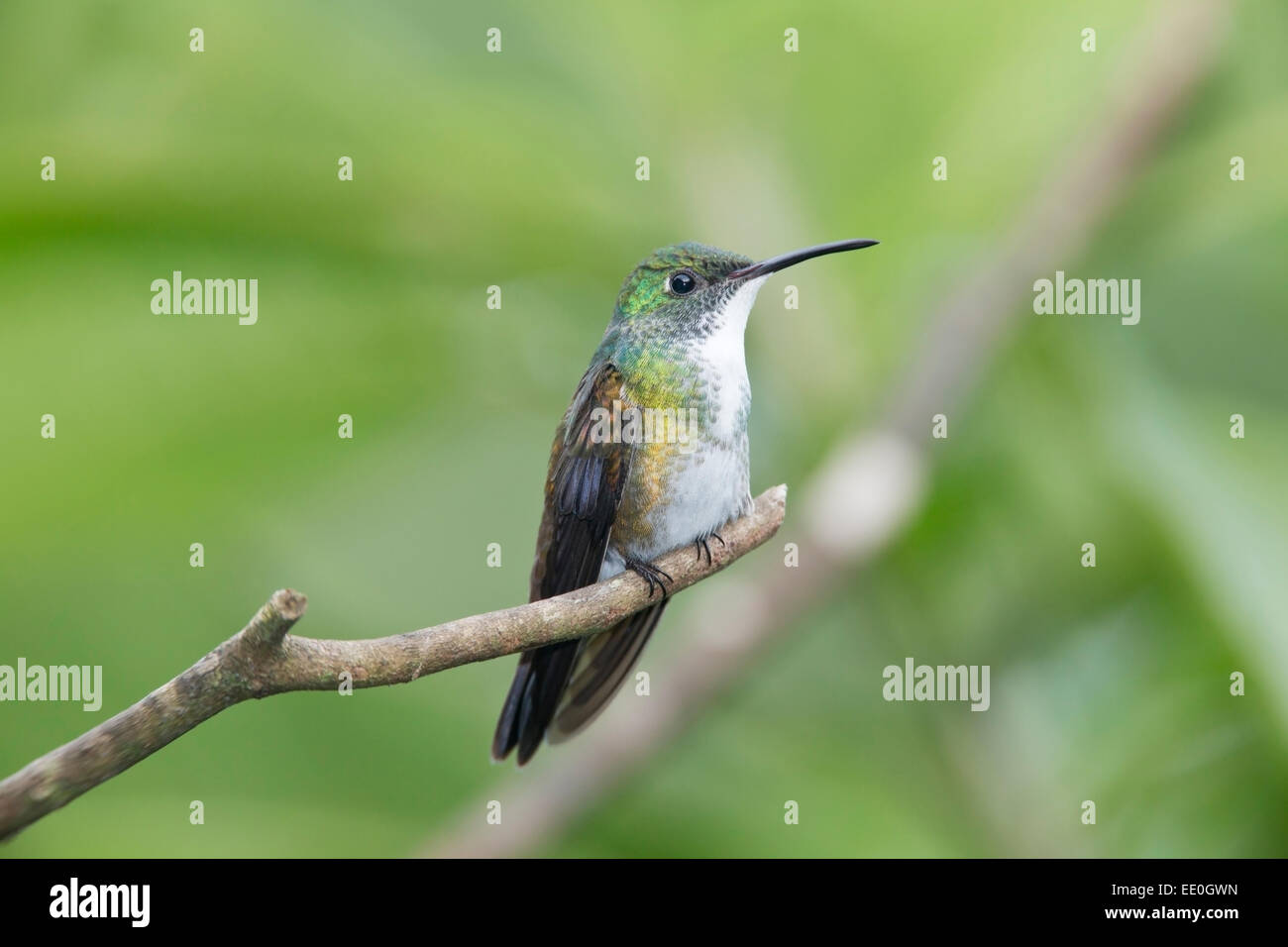 white-chested emerald hummingbird (Amazilia brevirostris) single adult ...