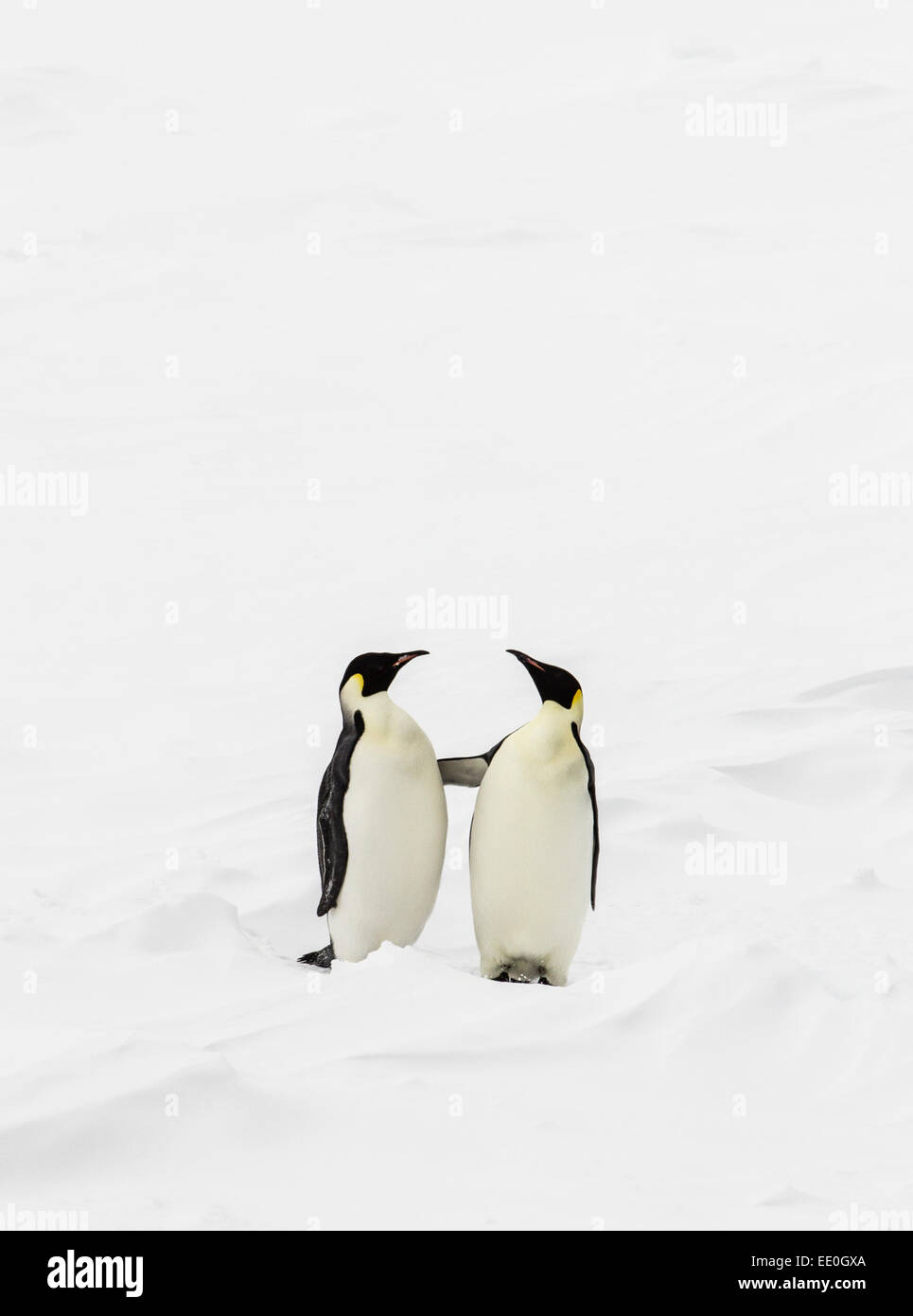 Two emperor penguens standing up and touching each other Stock Photo ...