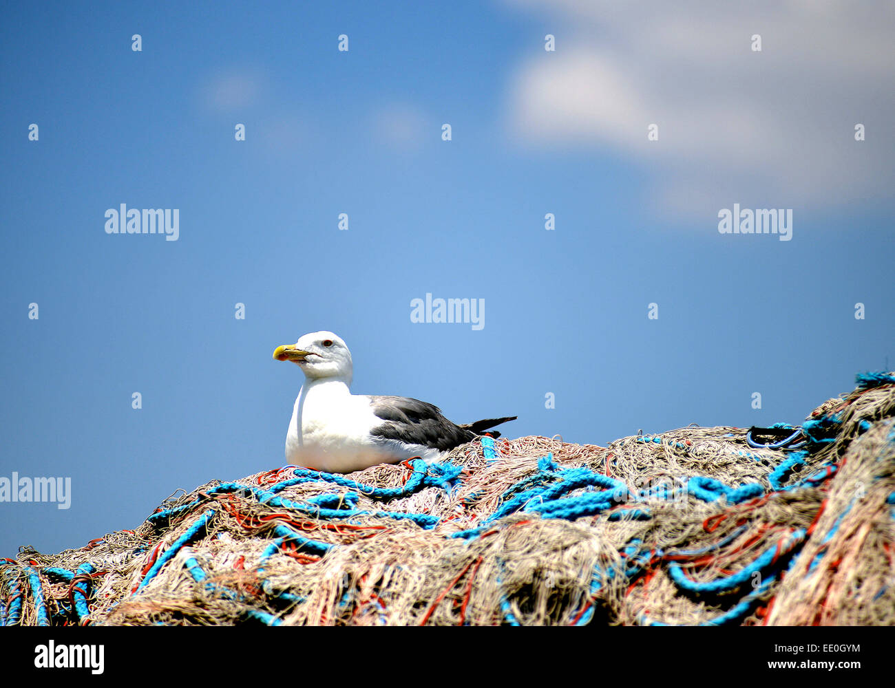 Seagull on fishing net, port, Marseille, Bouches du Rhone, France Stock ...