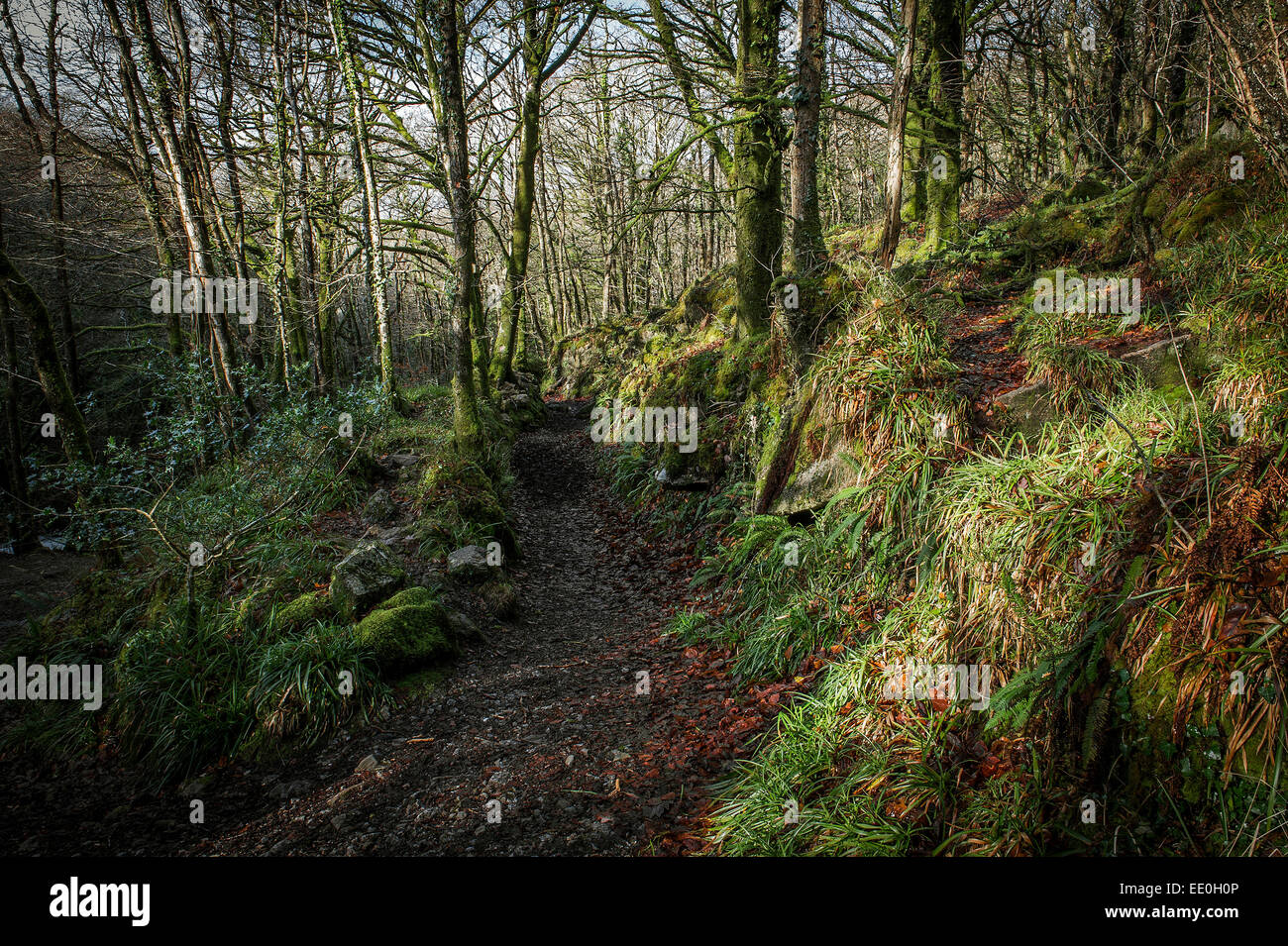 Cornish path moss hi-res stock photography and images - Alamy