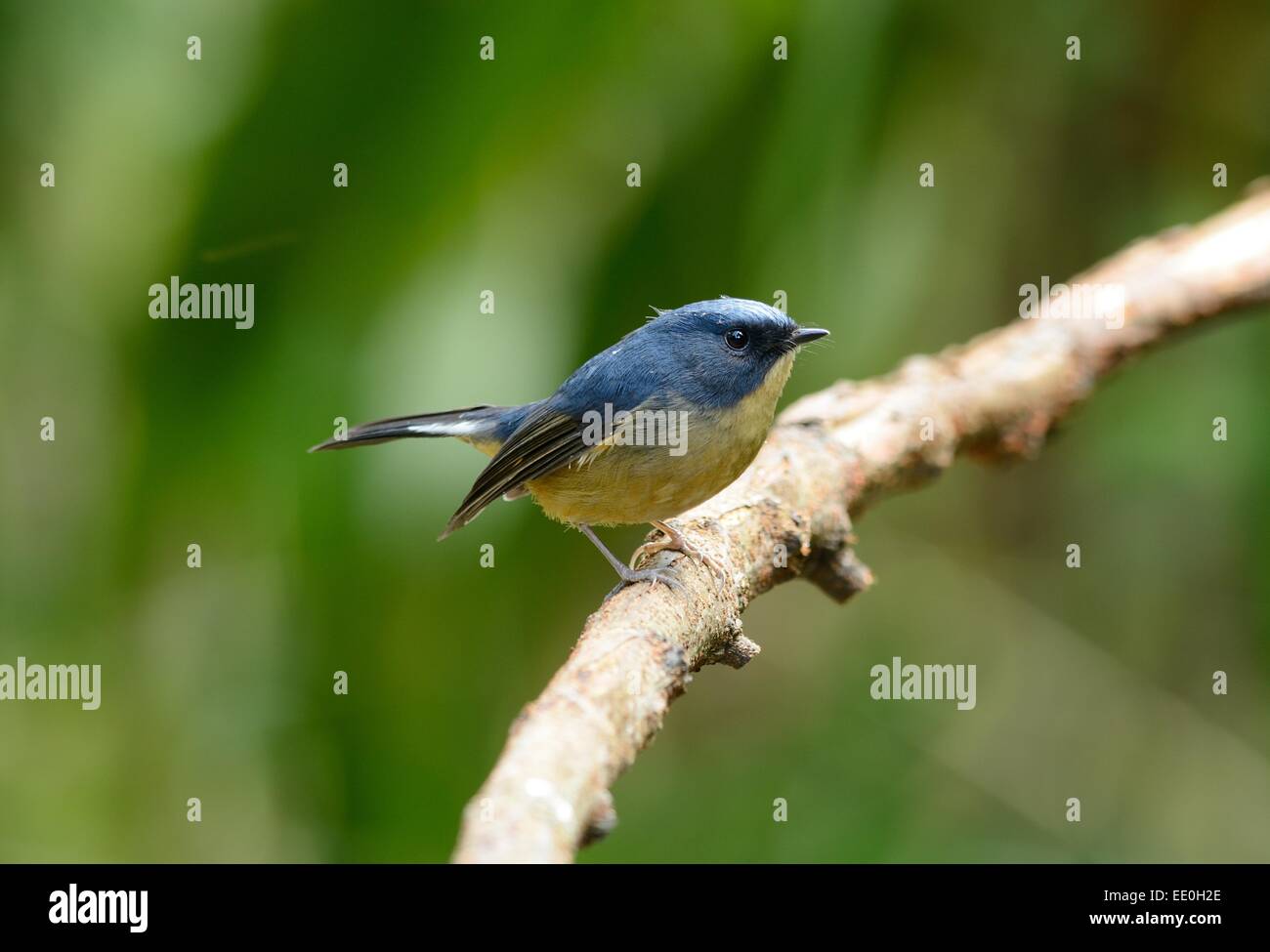 beatiful male Slaty-blue Flycatcher (Ficedula hodgsonii) possing on the ...