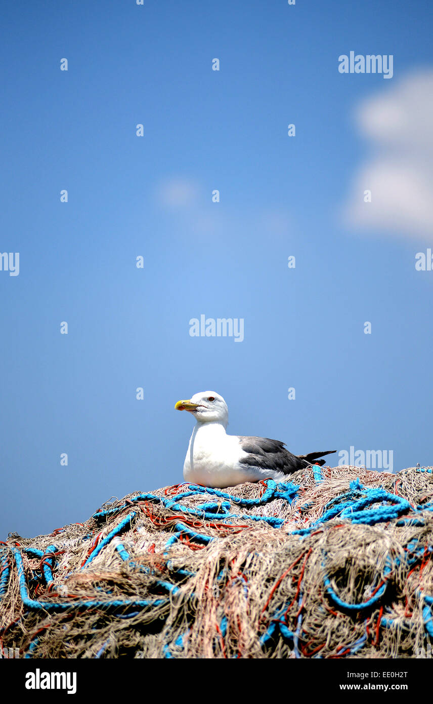Black tailed gull on sunny hi-res stock photography and images - Alamy