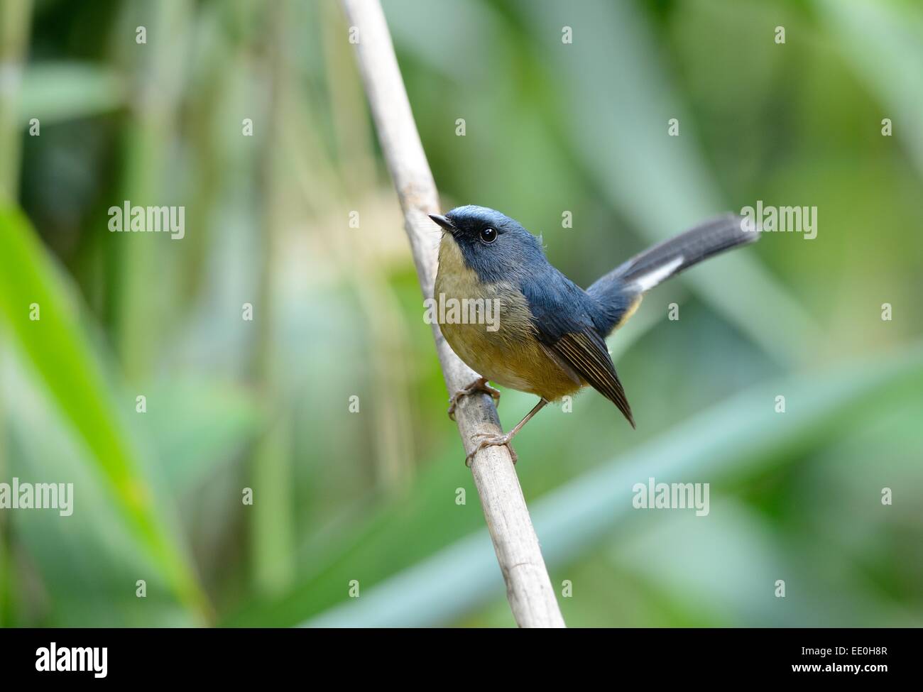Slaty Blue Flycatcher High Resolution Stock Photography and Images - Alamy