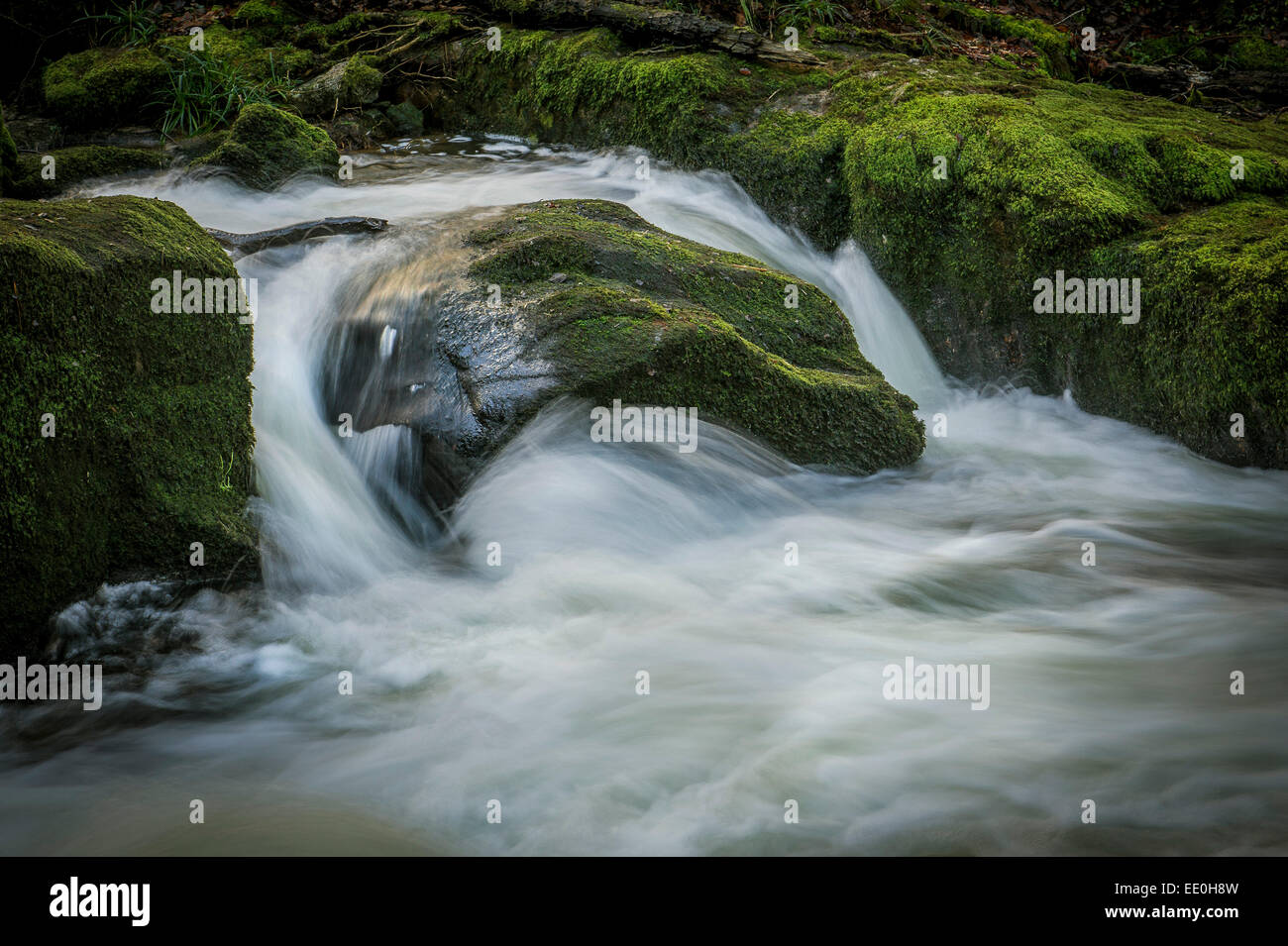 The River Fowey running through the Golitha Falls National Nature ...