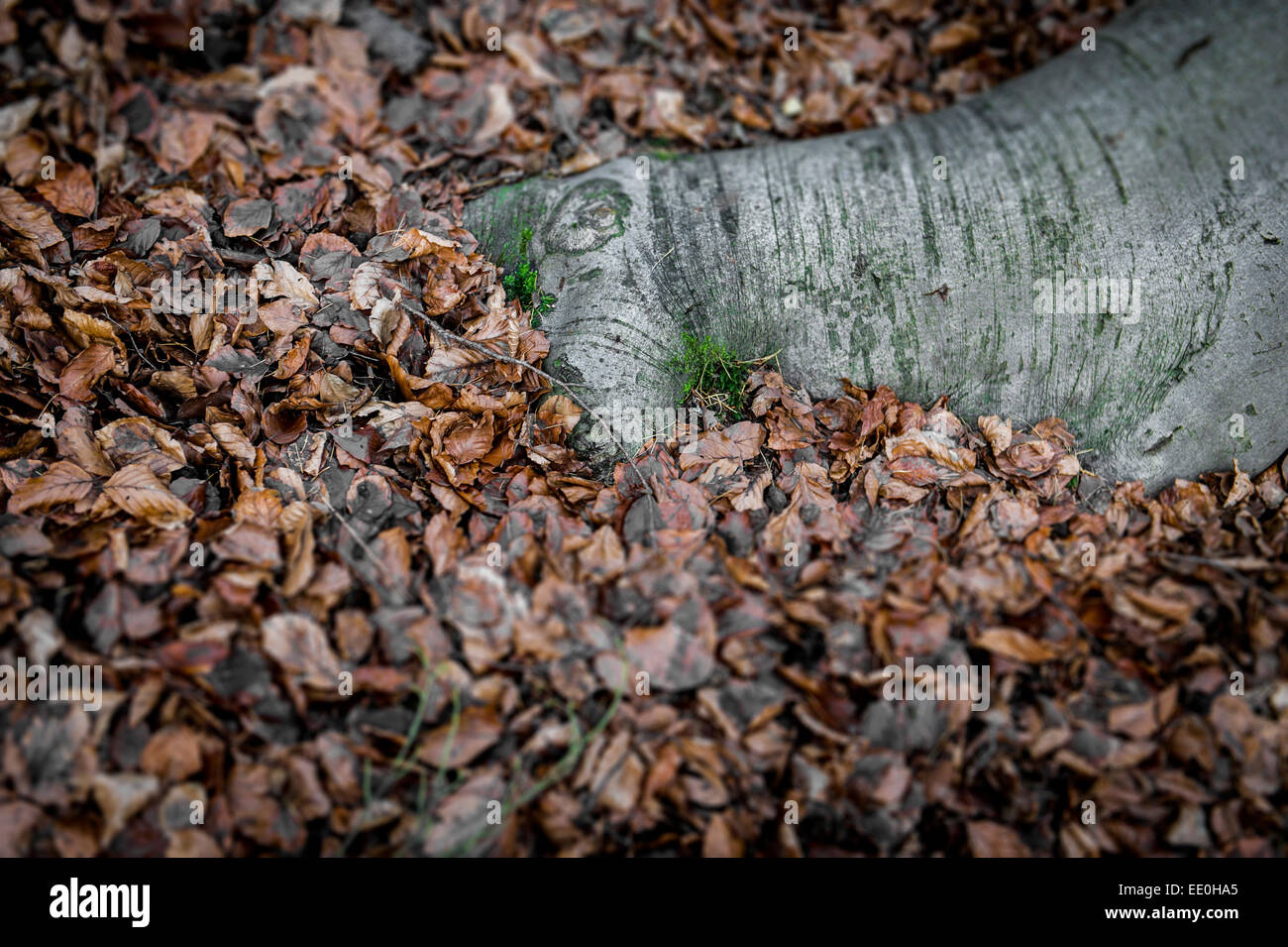 Tree root of beech fagus sylvatica hi-res stock photography and images ...