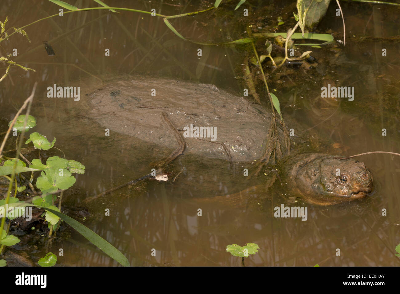 Snapping turtle (Chelydra serpentina), Virginia Stock Photo - Alamy